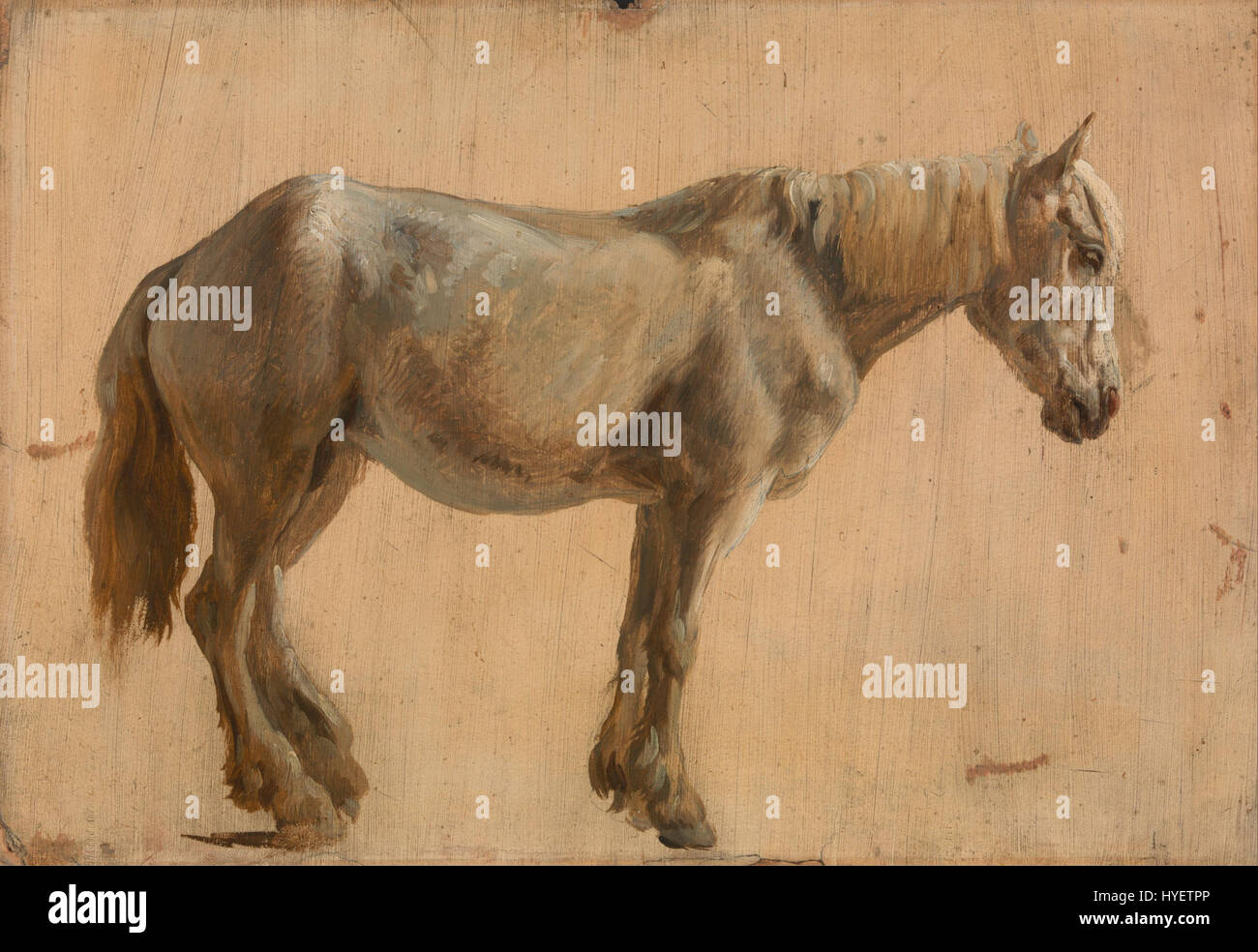 'Study of a Grey Horse' by Jacques Laurent Agasse is a detailed animal ...