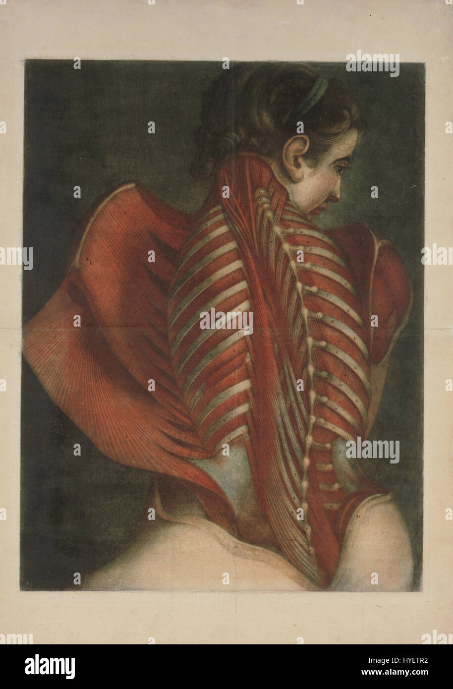 Jacques Fabien Gautier Dagoty’s anatomical illustration 'French Muscles ...
