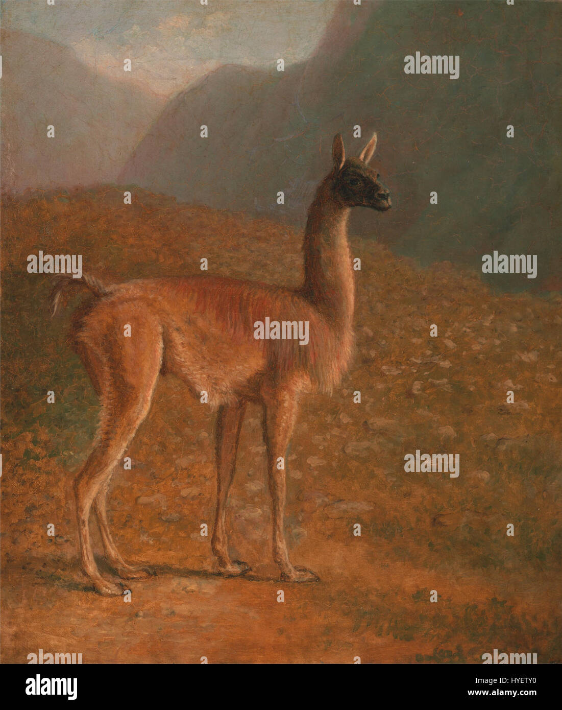 Jacques Laurent Agasse's 'Guanaco' depicts the South American camelid ...