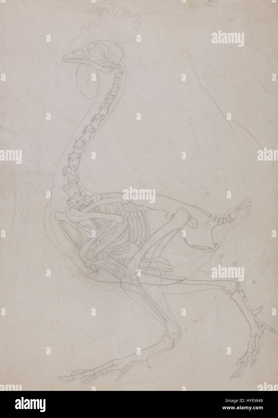 George stubbs tiger painting hi-res stock photography and images - Alamy