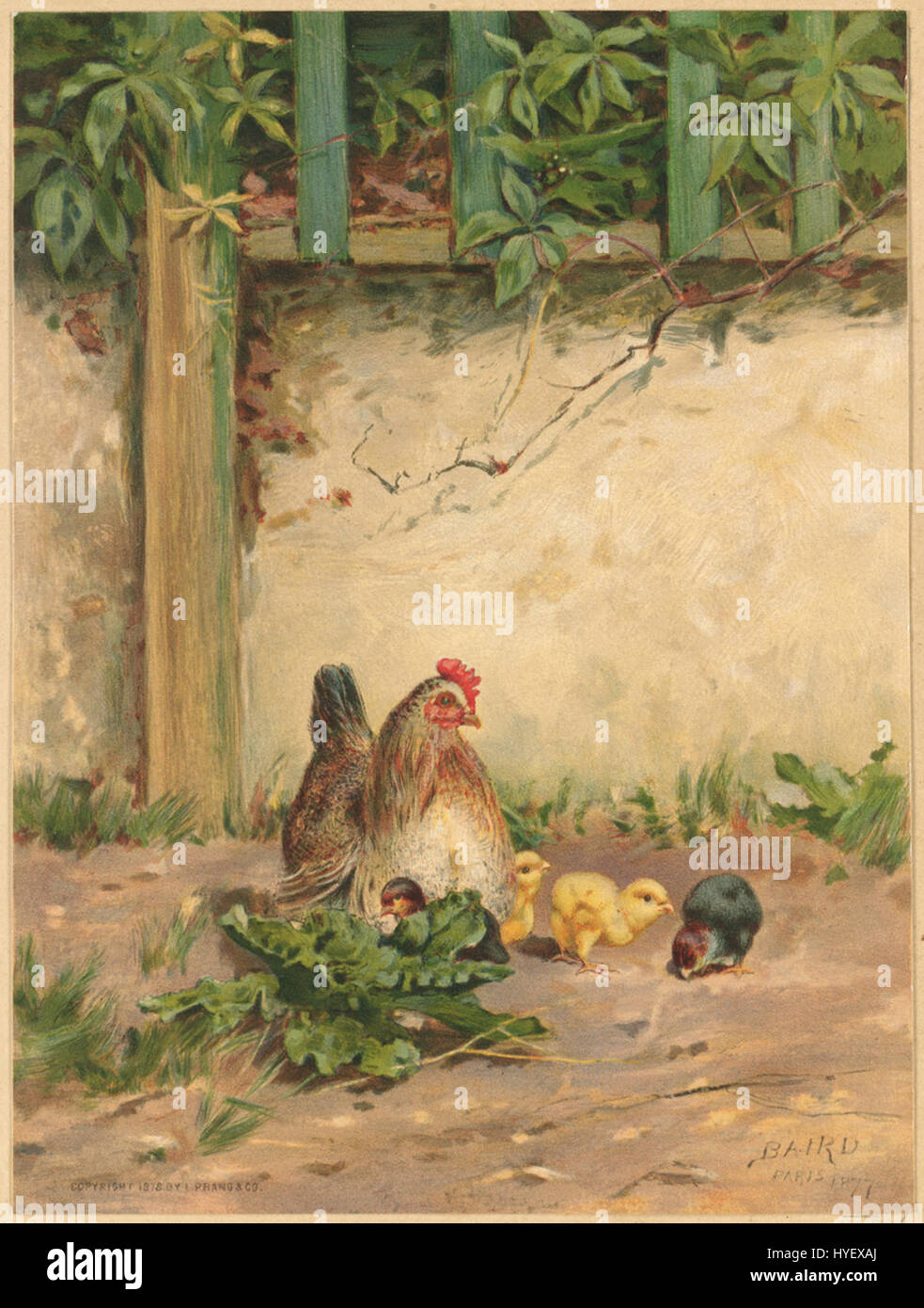 Four chickens hi-res stock photography and images - Alamy