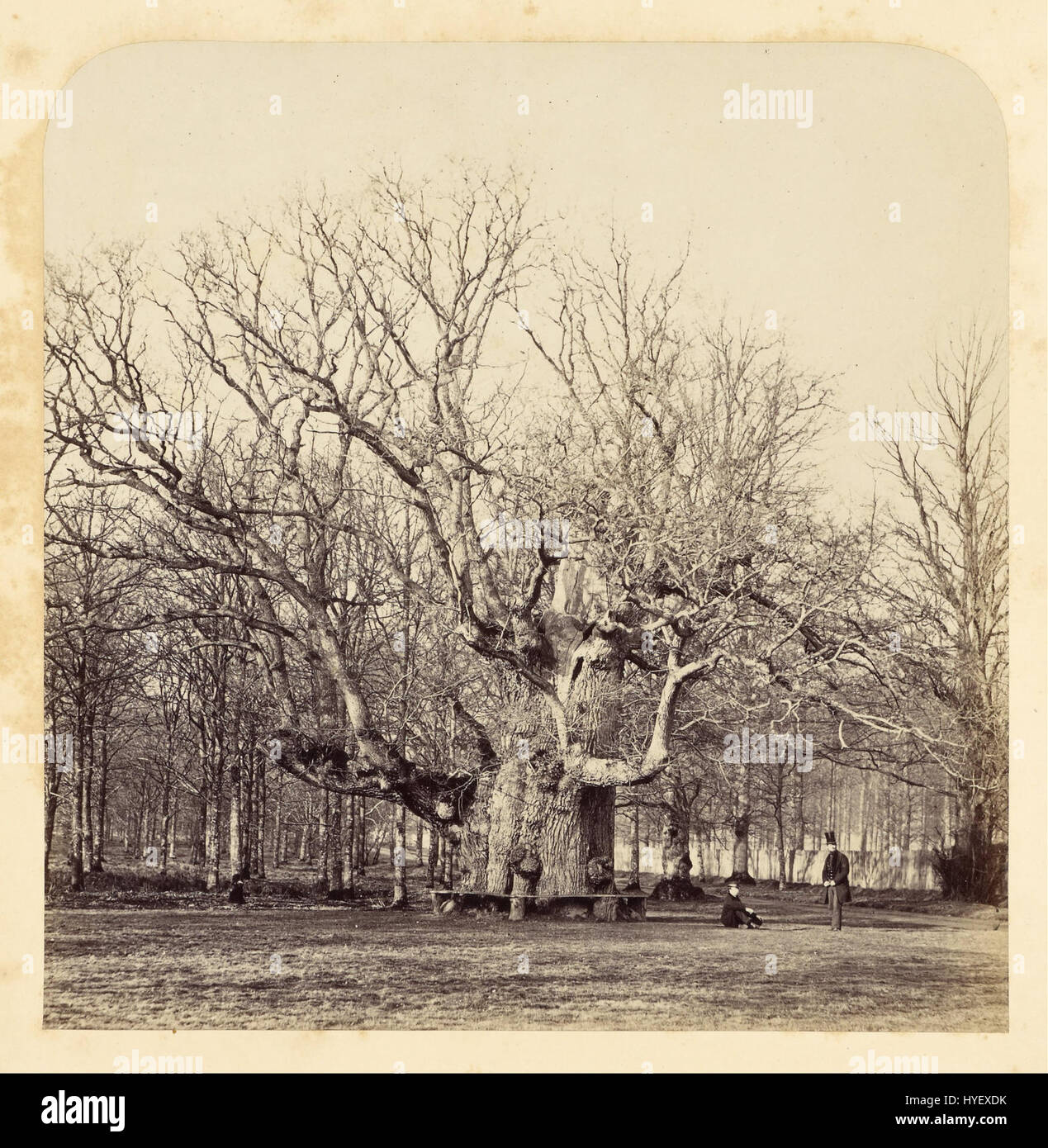 'Old Pollard Oak at Forest Gate' depicts a massive oak tree, showing ...