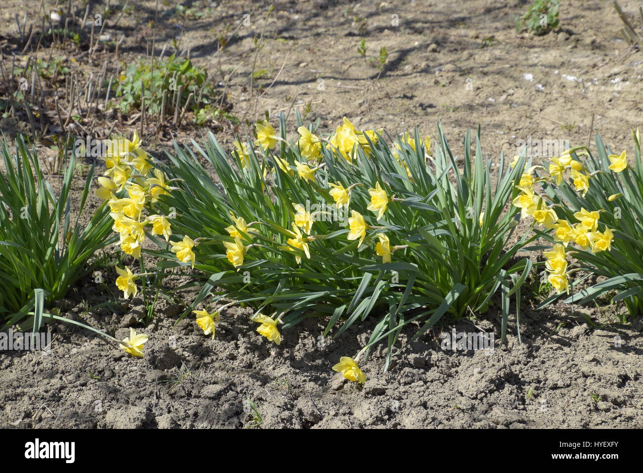 Flowers daffodil yellow. Spring flowering bulb plants in the flowerbed ...