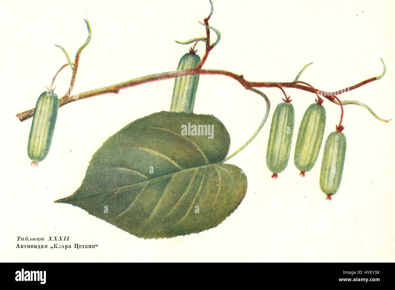 Michurin, a Soviet scientist, was known for his work in genetics and ...