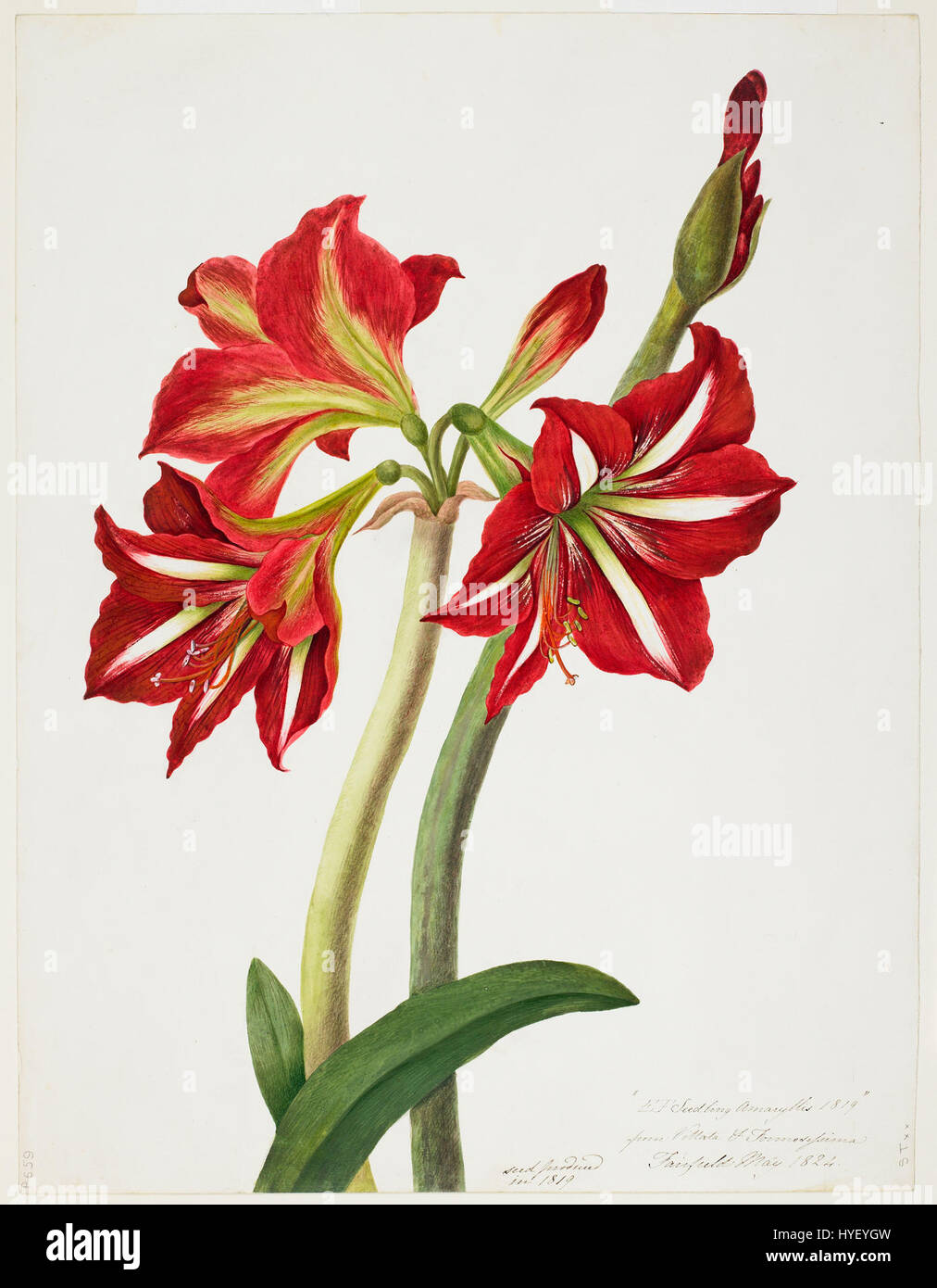 The 'Bury EFSeedlingAmaryllus' from 1819 is a botanical illustration ...