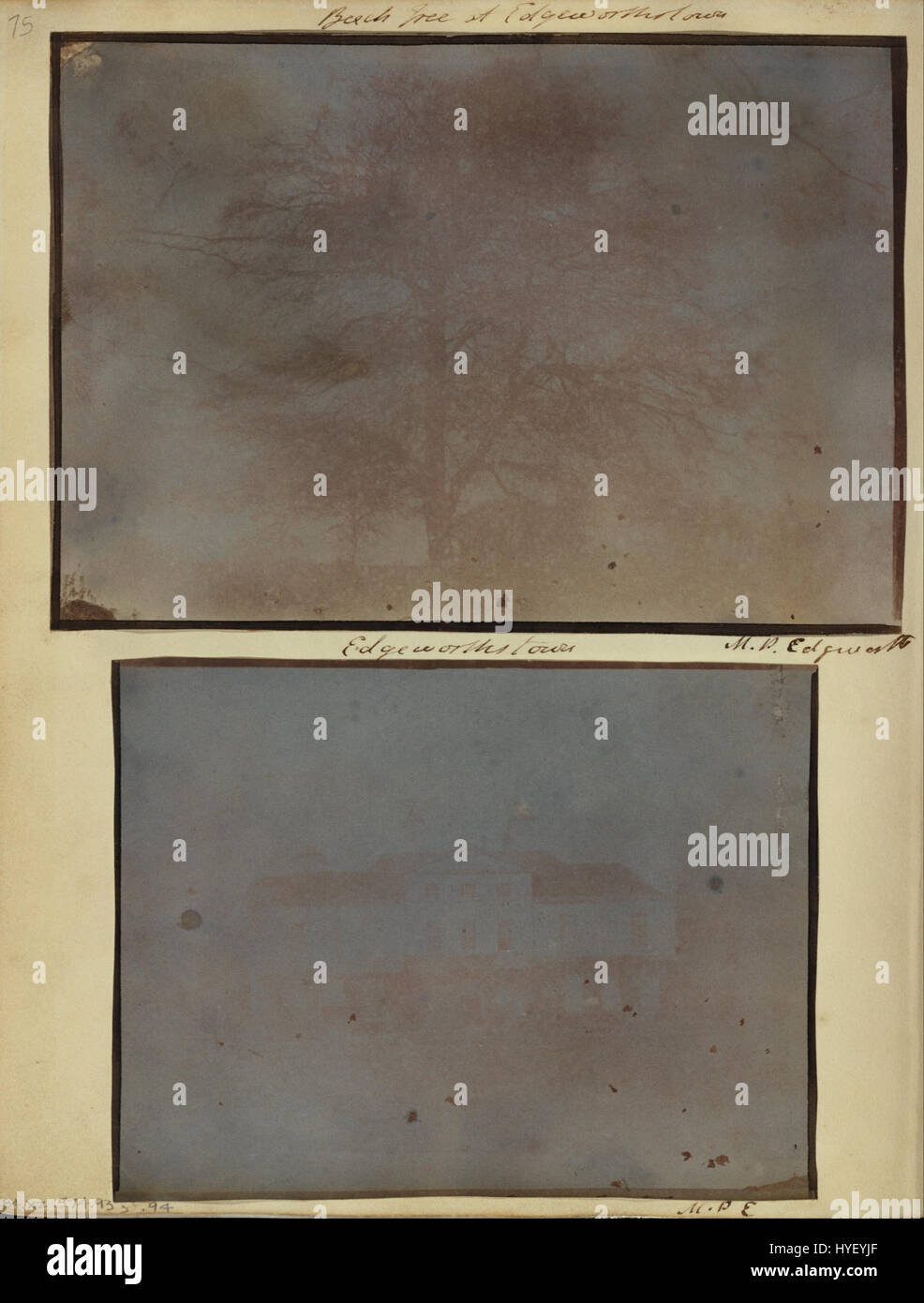 This landscape by Michael Pakenham Edgeworth features a British beech ...