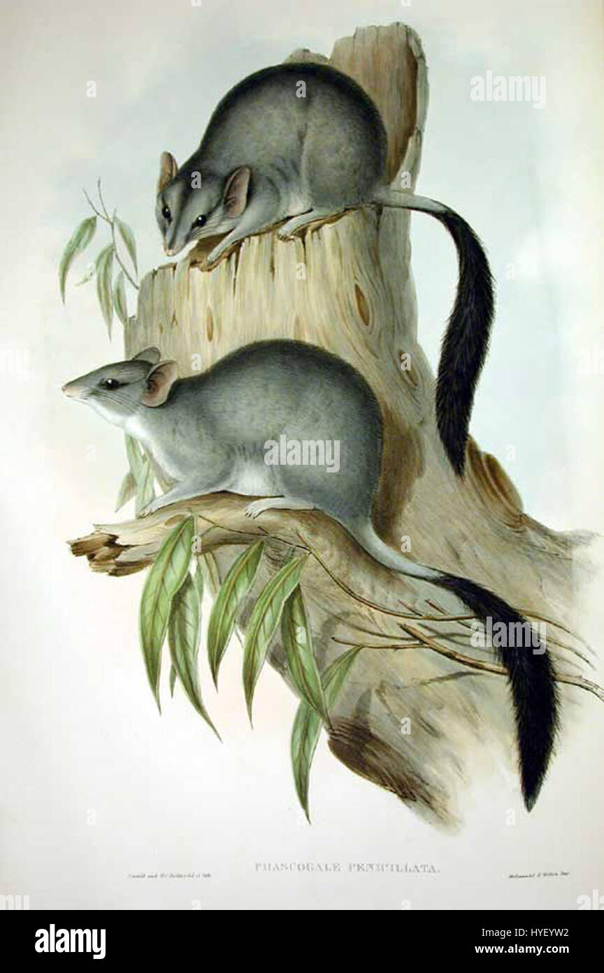 Australia small marsupials hi-res stock photography and images - Alamy