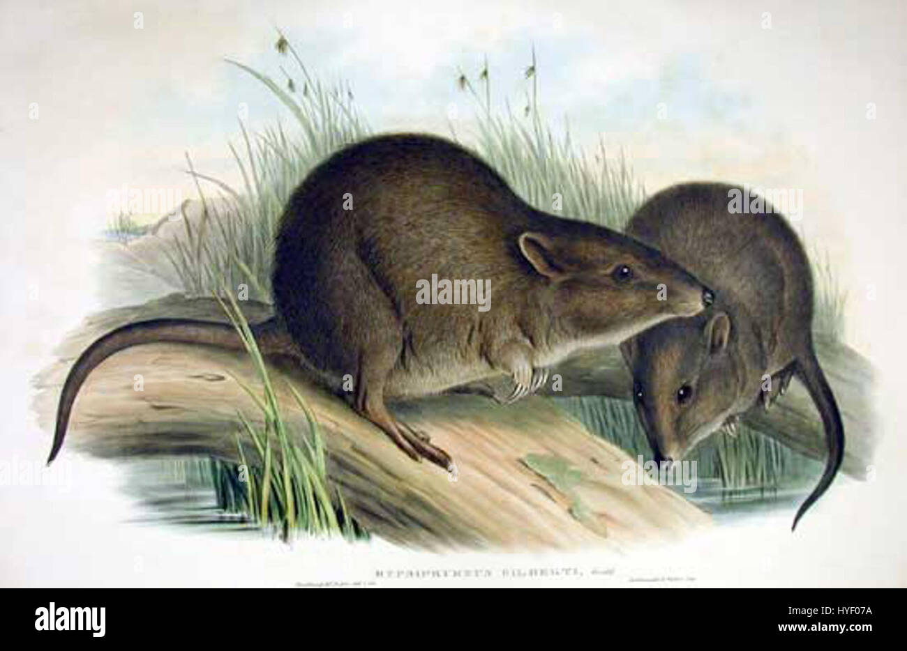 Marsupial identification hi-res stock photography and images - Alamy