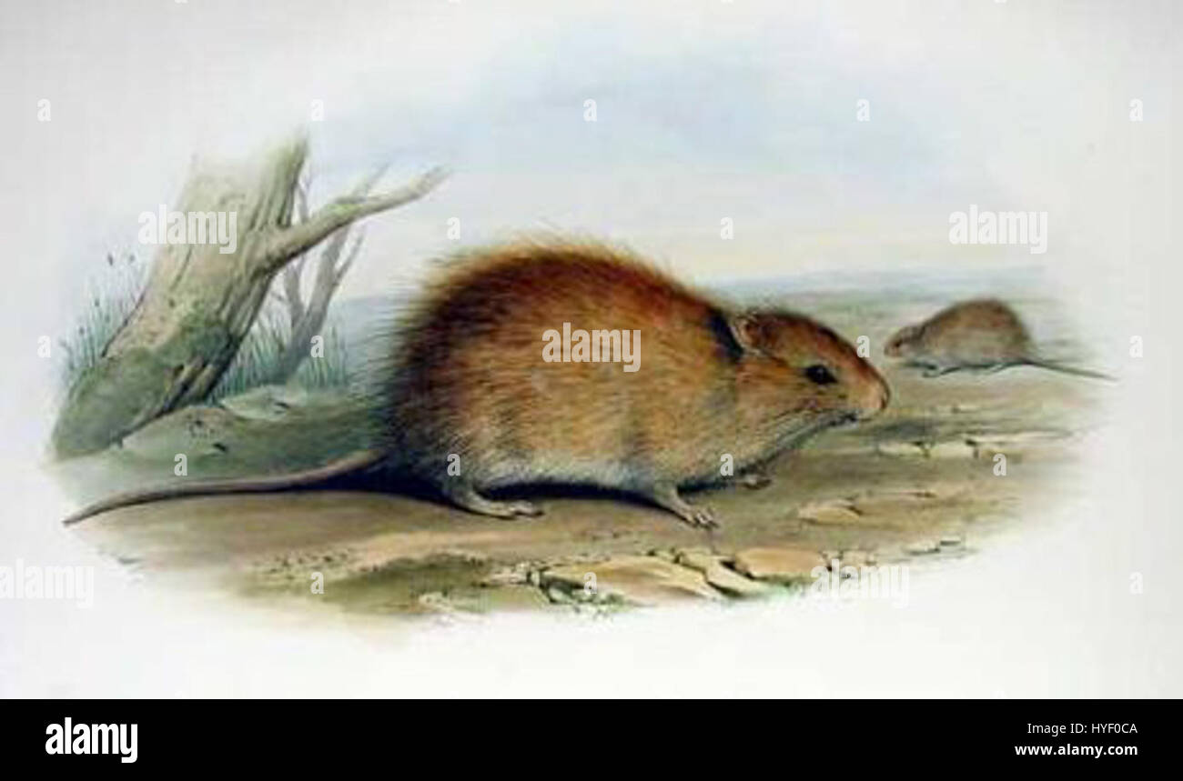 *Rattus lutreolus* (commonly known as Gould’s rat) is a species of ...