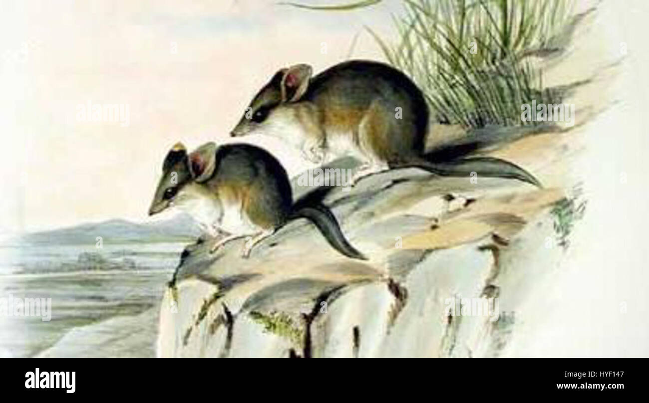 Sminthopsis crassicaudata, commonly known as the fat-tailed mouse, is a ...