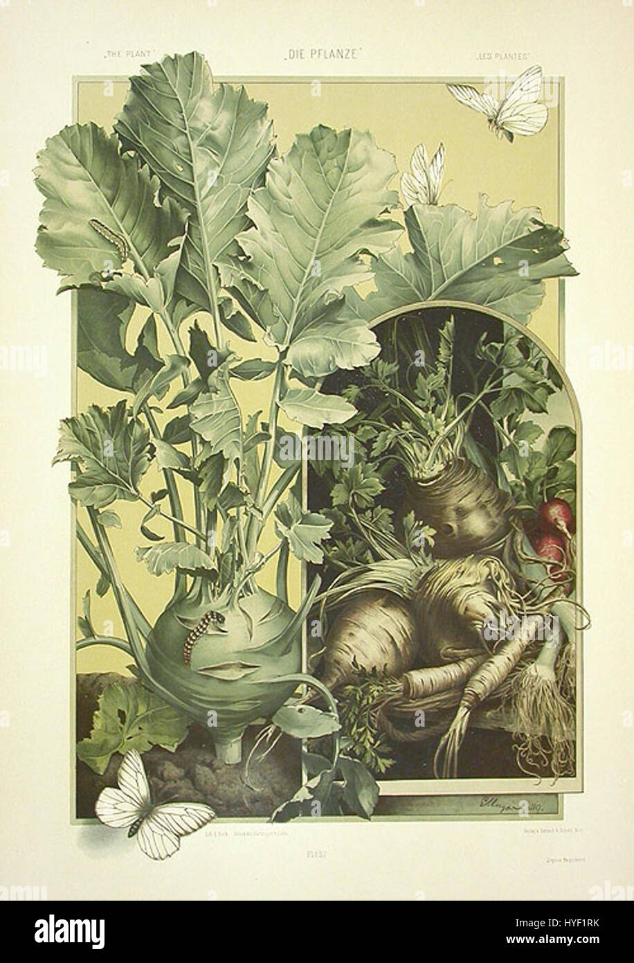 Kohlrabi drawing hi-res stock photography and images - Alamy