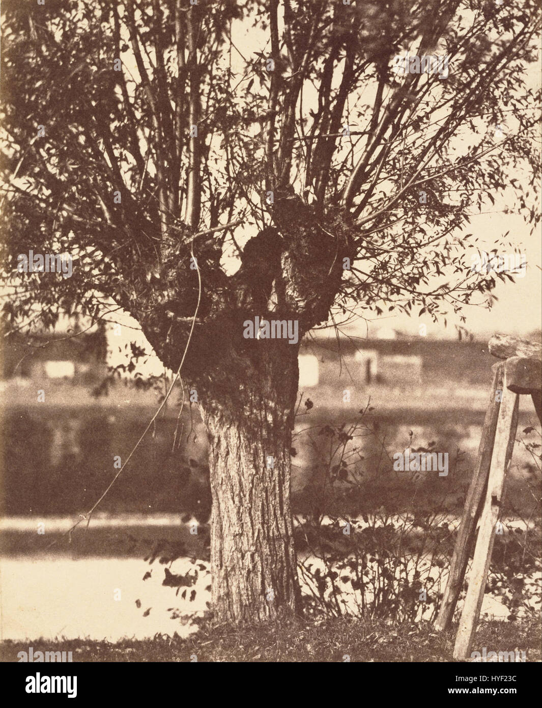 The 'French Tree' is an artwork by an unknown maker, possibly ...