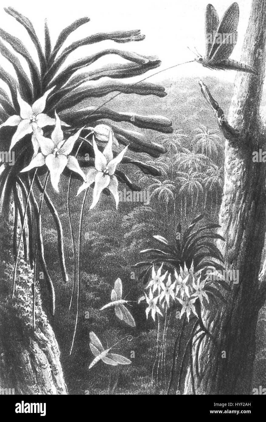 Forms of natures design hi-res stock photography and images - Alamy