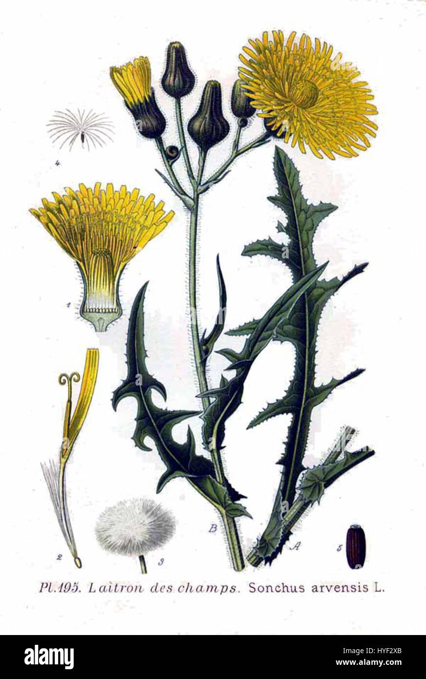 Field sowthistle Cut Out Stock Images & Pictures - Alamy