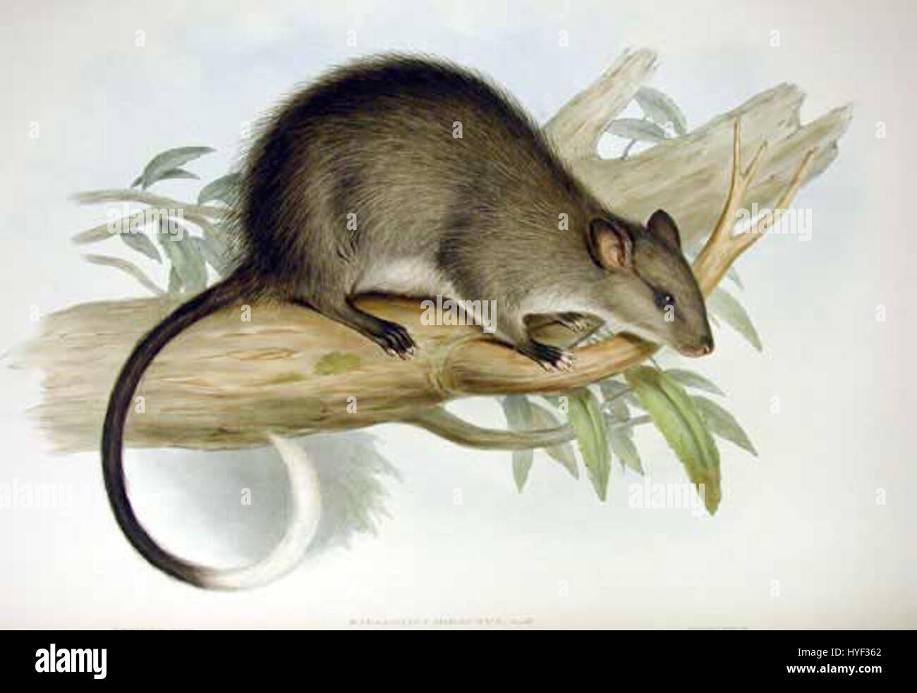 The Black-footed Tree Rat (Mesembriomys gouldii) is a rodent native to ...