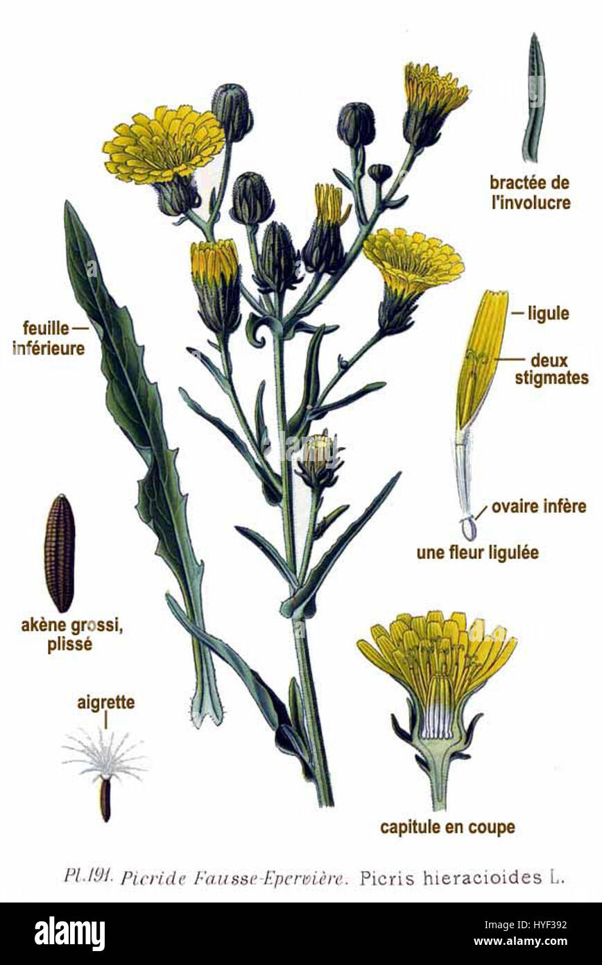 Picris hieracioides L., commonly known as Hawkweed, is a species of ...