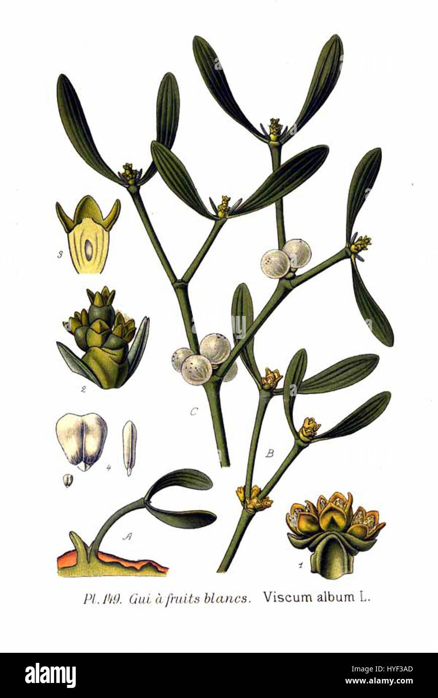 Mistletoe a parasitic plant hi-res stock photography and images - Alamy