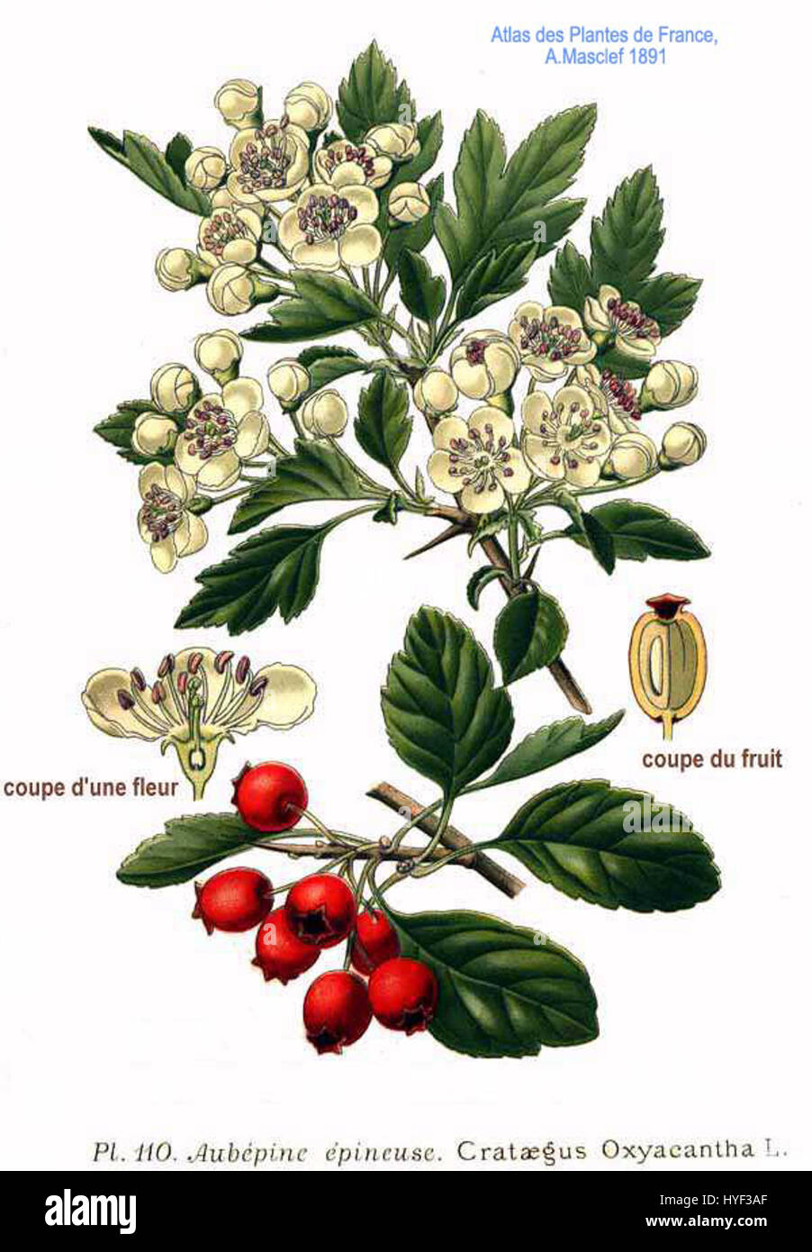 Crataegus oxyacantha L, also known as hawthorn, is a species of shrub ...
