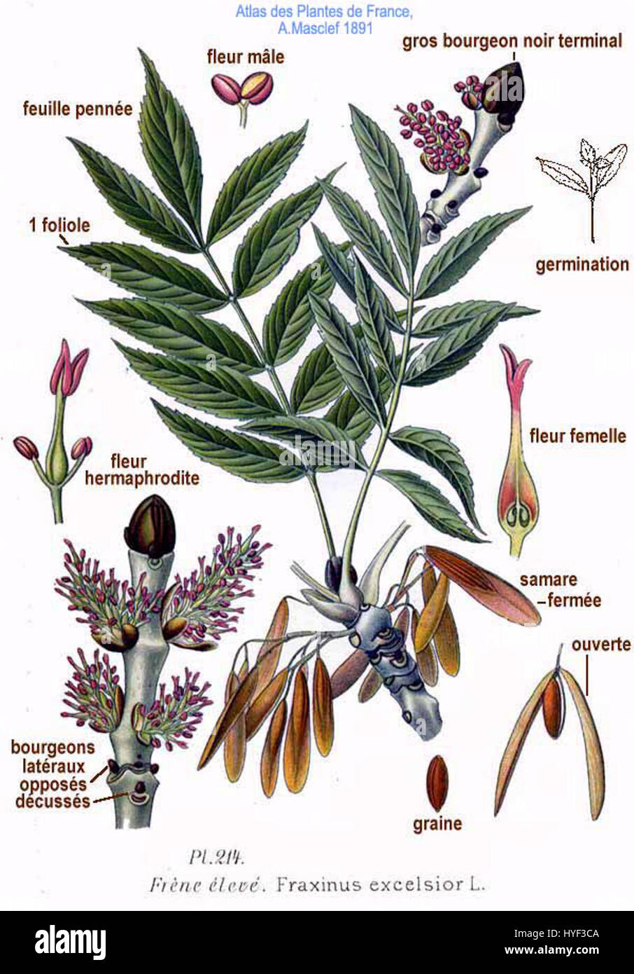 '214 Fraxinus excelsior L' refers to the ash tree, scientifically known ...