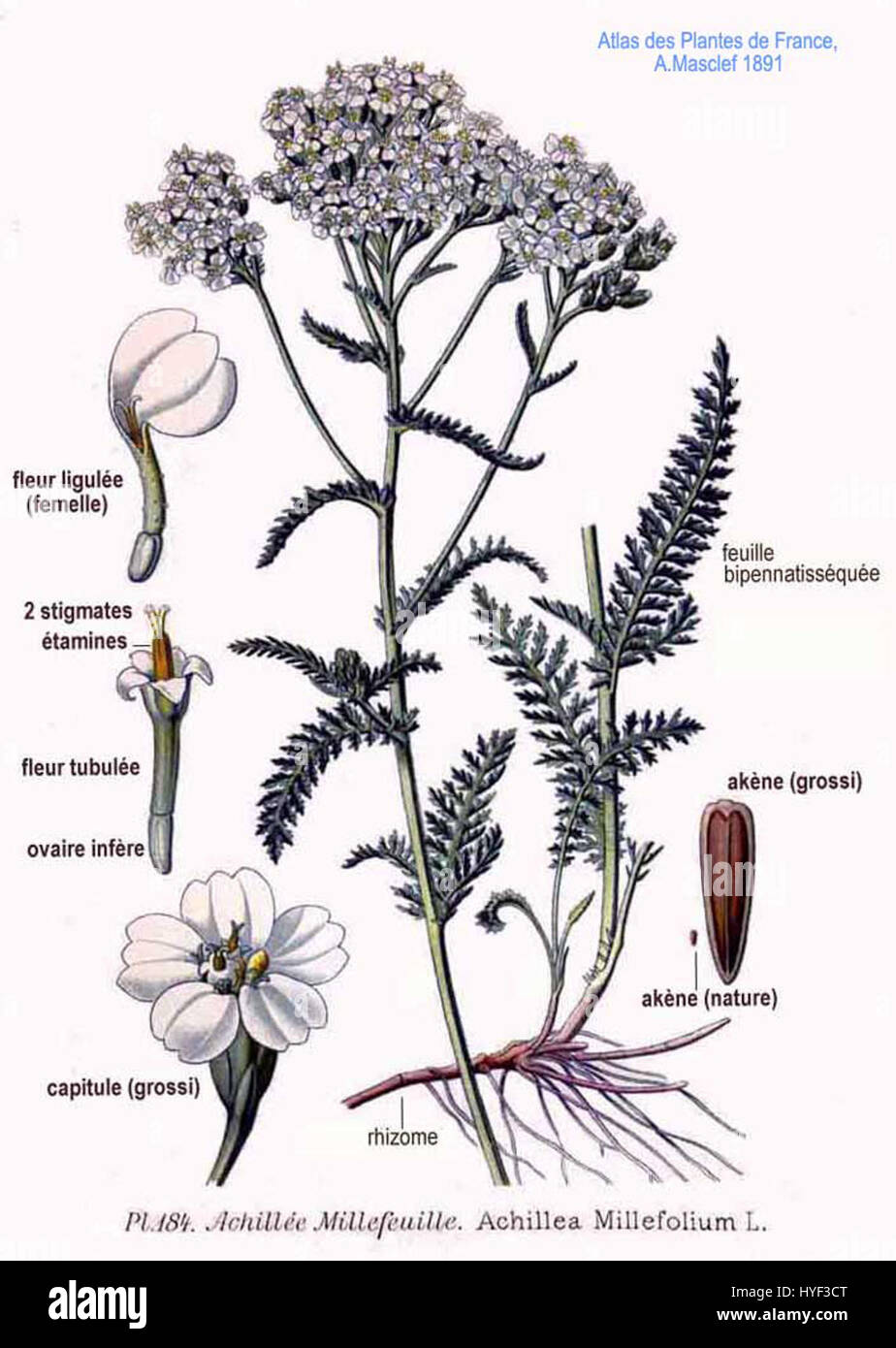 Achillea millefolium, commonly known as yarrow, is a perennial ...