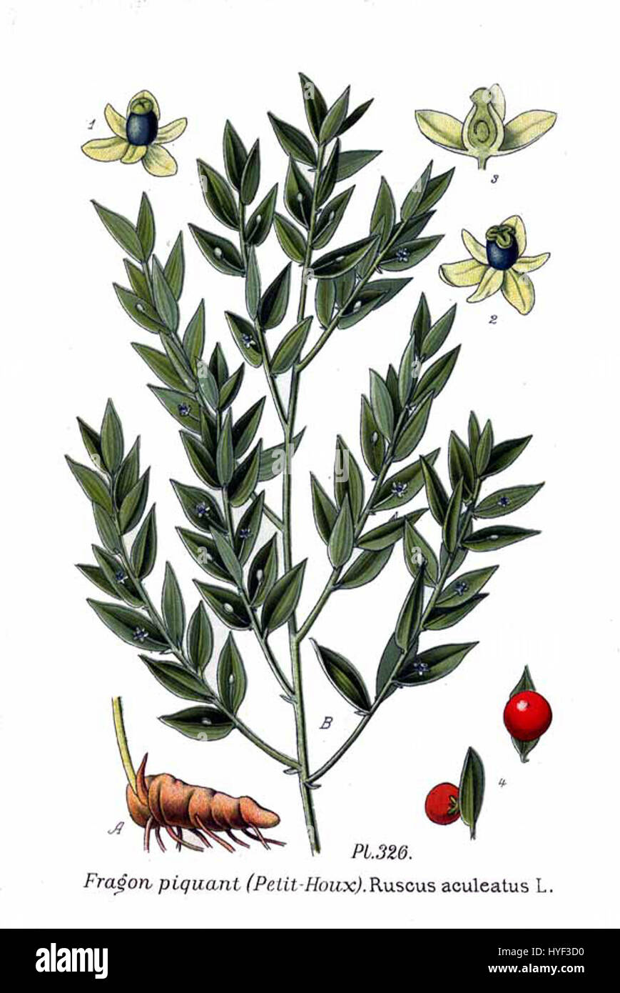 Aculeatus ruscus Cut Out Stock Images & Pictures - Alamy