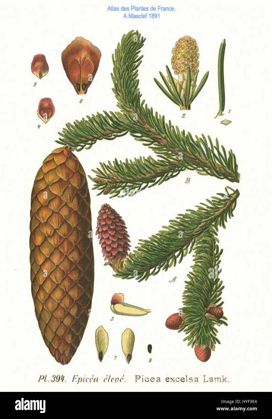 Picea excelsa hi-res stock photography and images - Alamy