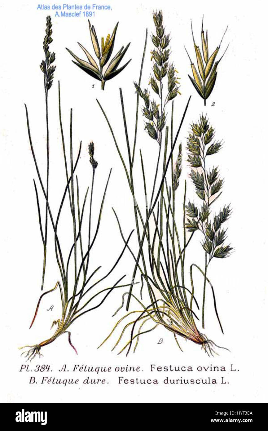 Native in europe Cut Out Stock Images & Pictures - Alamy