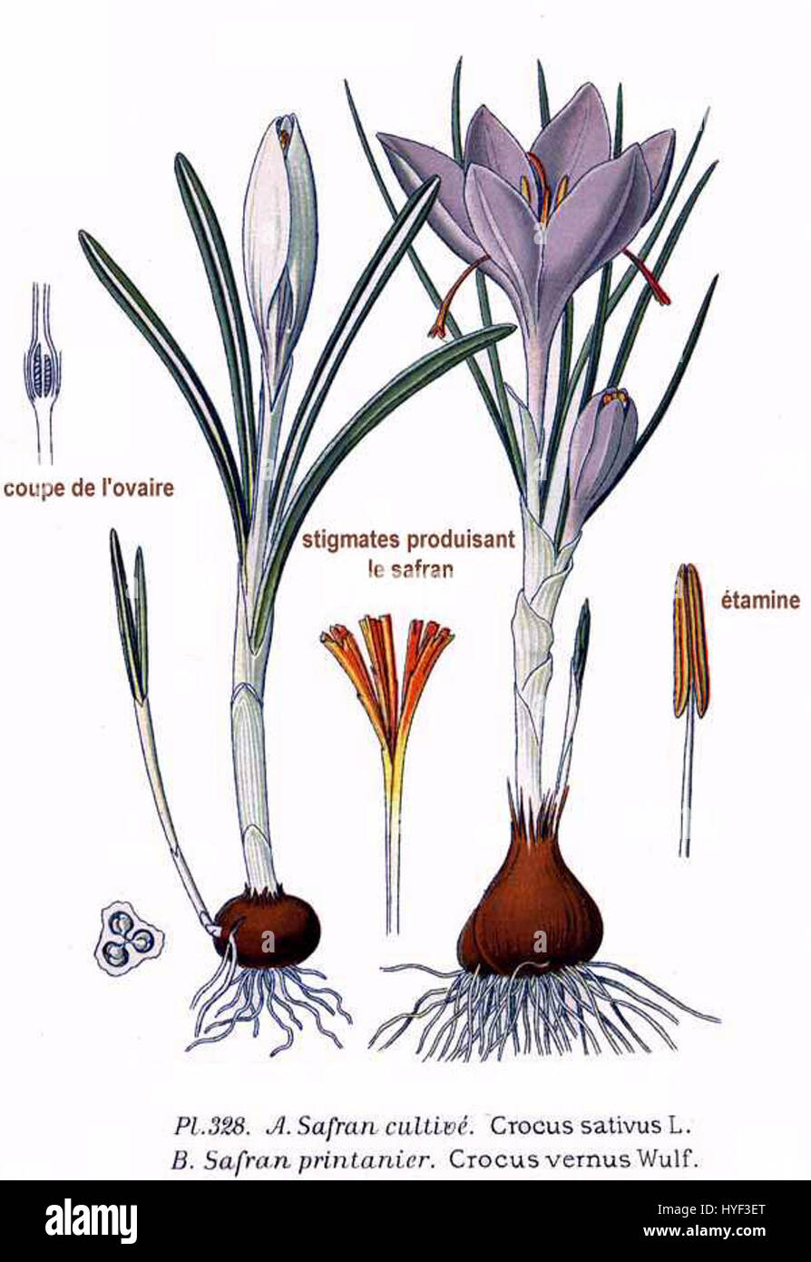 This entry focuses on two species of crocus: Crocus sativus, the ...