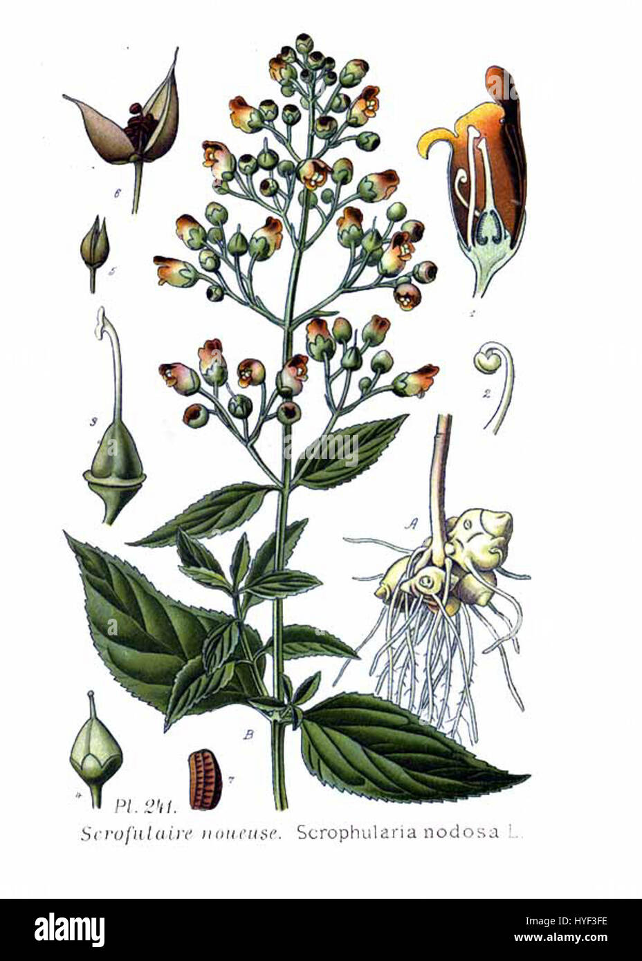 Scrophularia nodosa, commonly known as the figwort, is a perennial ...