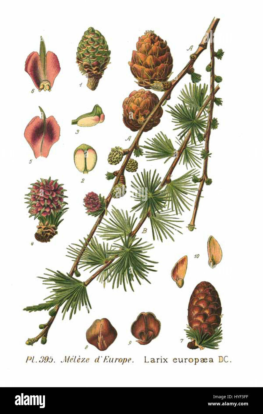 Conifer species identification Cut Out Stock Images & Pictures - Alamy