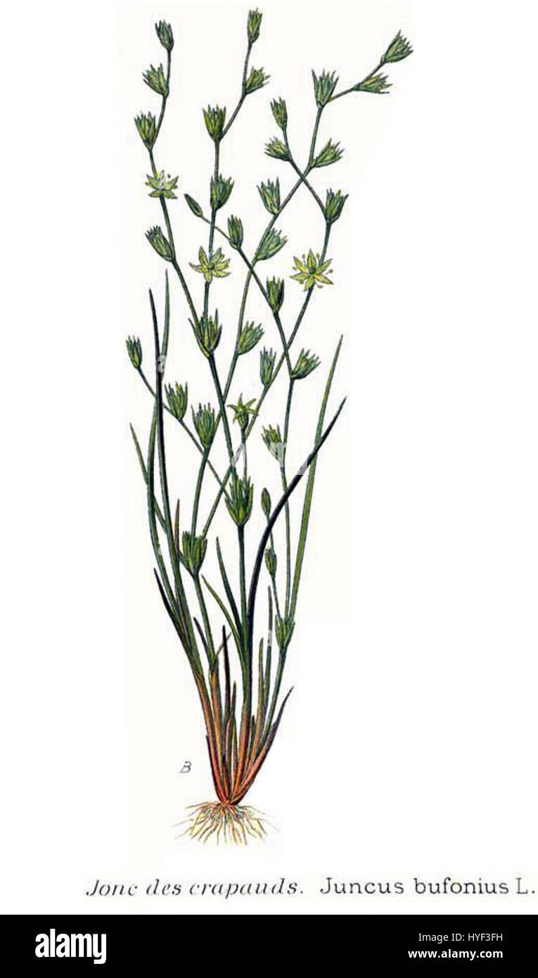 Juncus bufonius L., commonly known as the toad rush, is a species of ...