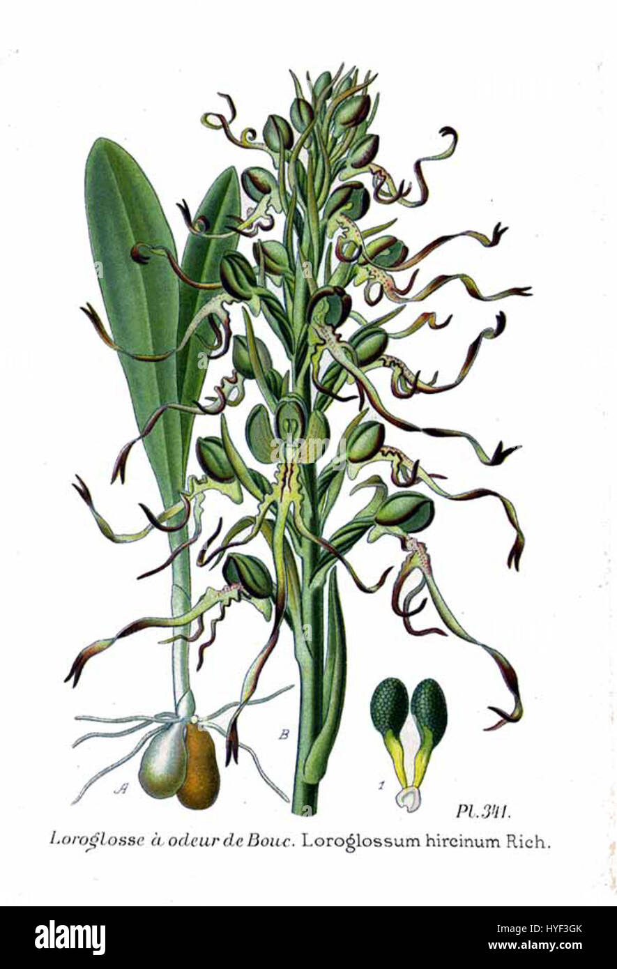 Orchid species classification Cut Out Stock Images & Pictures - Alamy