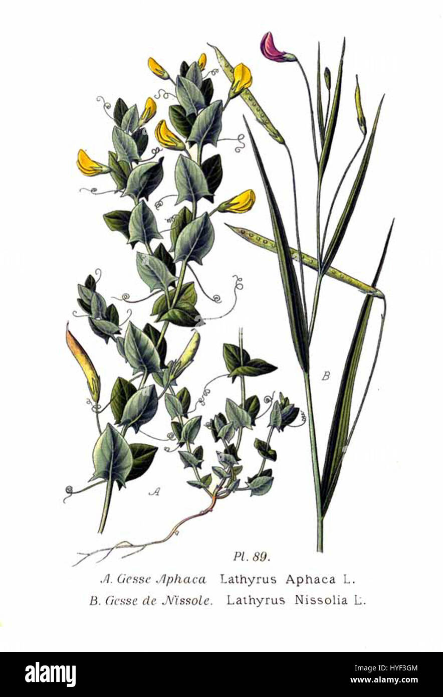 Botanical text details plant hi-res stock photography and images - Alamy