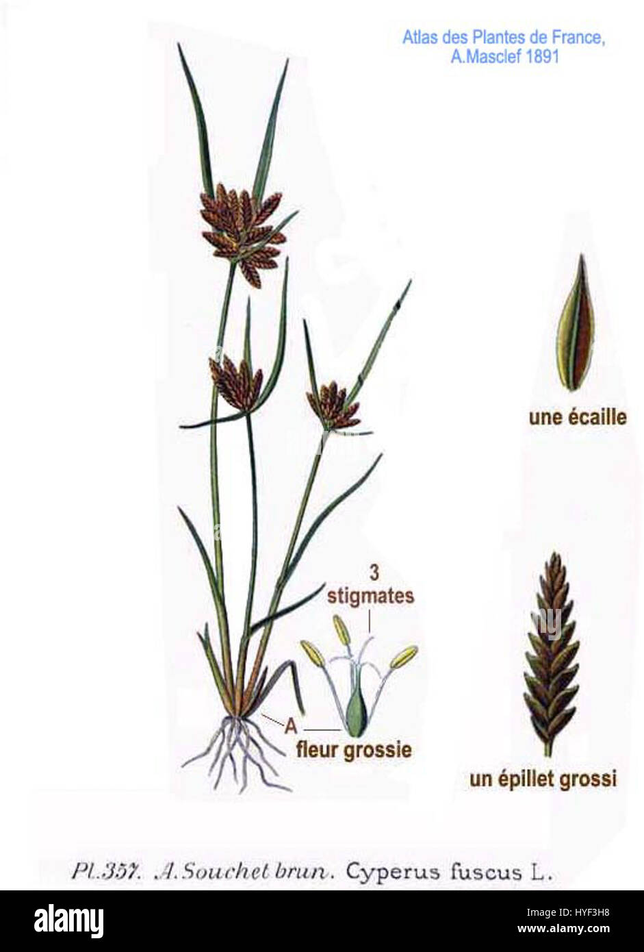 Cyperus fuscus L. is a species of sedge native to wetland areas ...