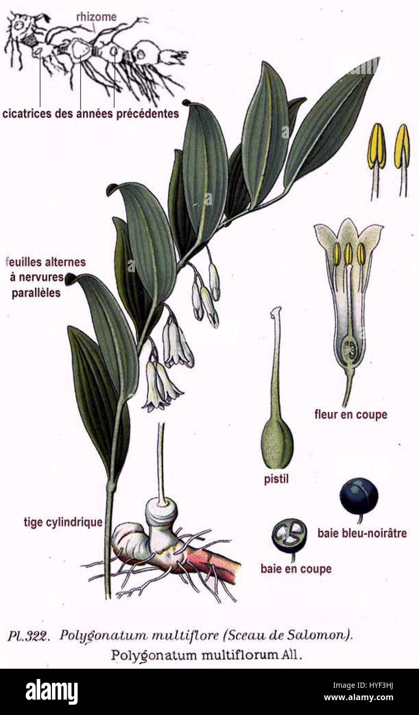 322 Polygonatum multiflorum All Stock Photo - Alamy