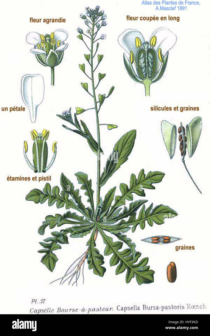 Capsella bursa-pastoris, commonly known as shepherd's purse, is a plant ...
