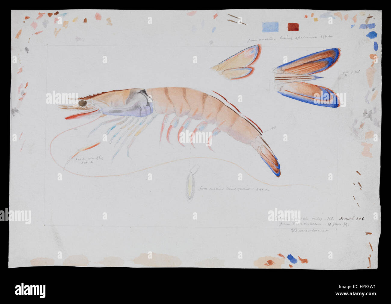 Arthur Bartholomew Prawn Google Art Project Stock Photo - Alamy