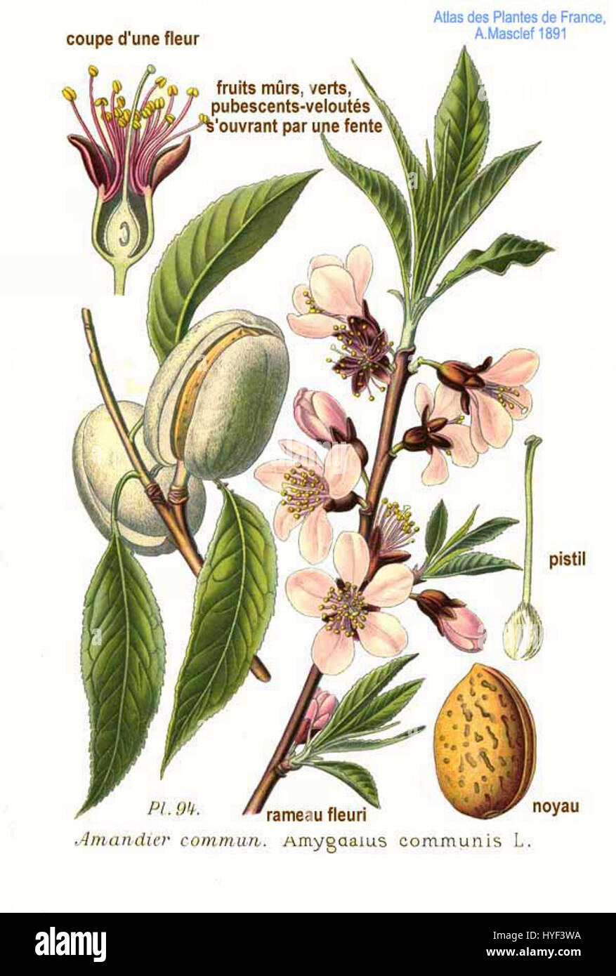 Amygdalus communis L., commonly known as the almond tree, is a species ...