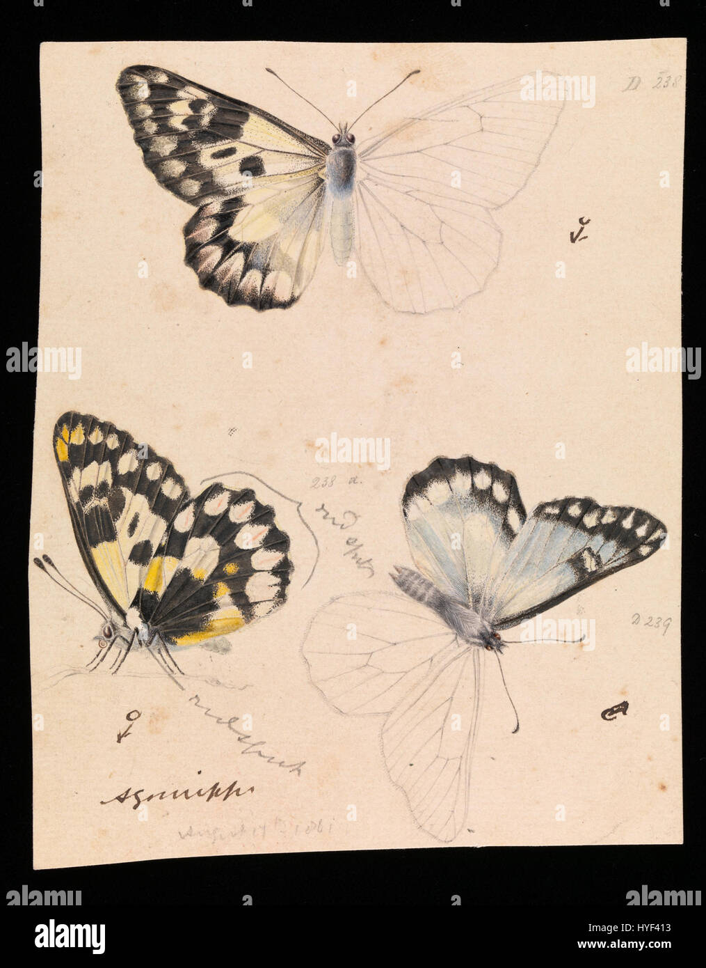 Arthur Bartholomew Wood White Butterfly, Delias aganippe Google Art ...