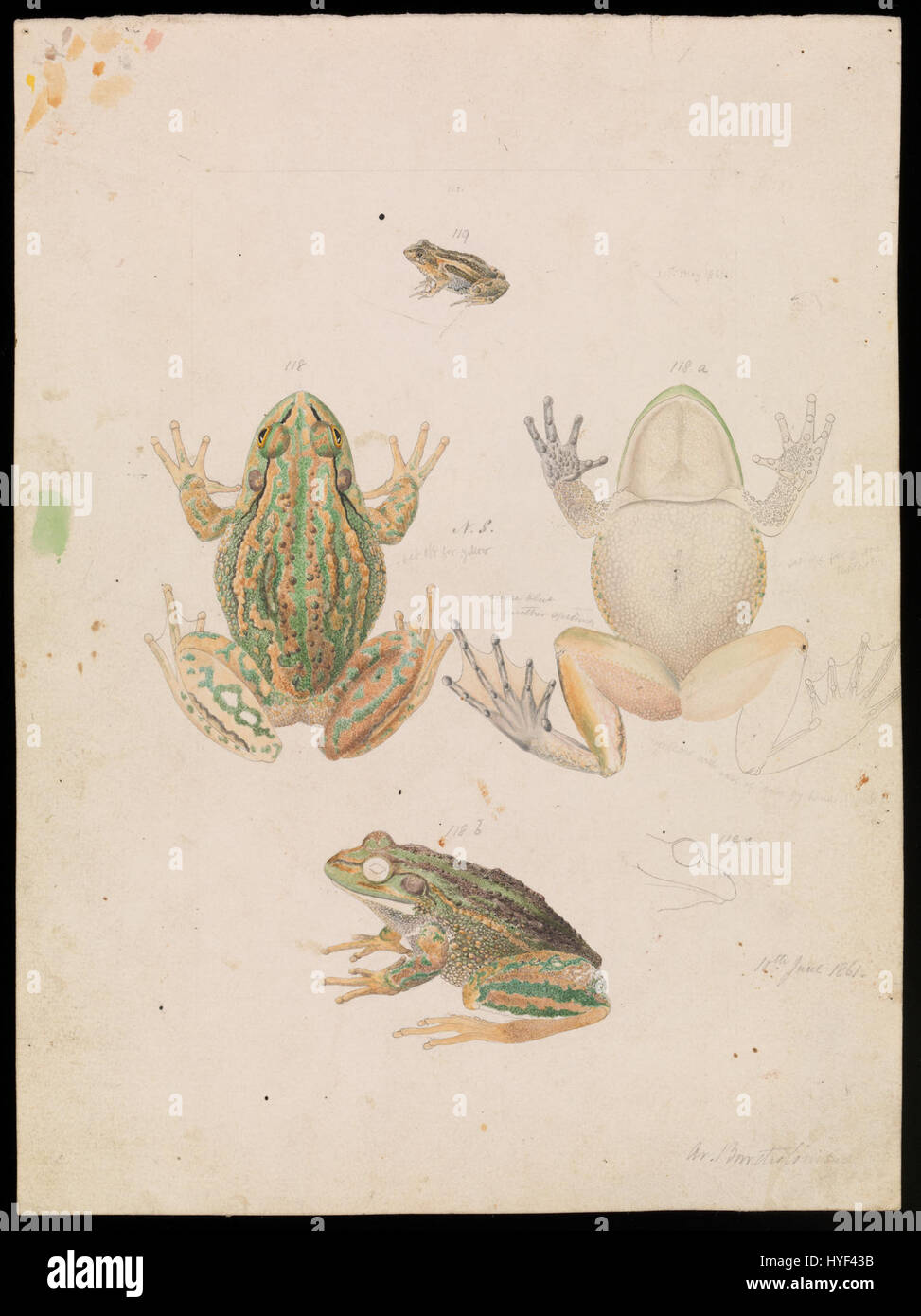 Arthur bartholomew growling grass frog hi-res stock photography and ...