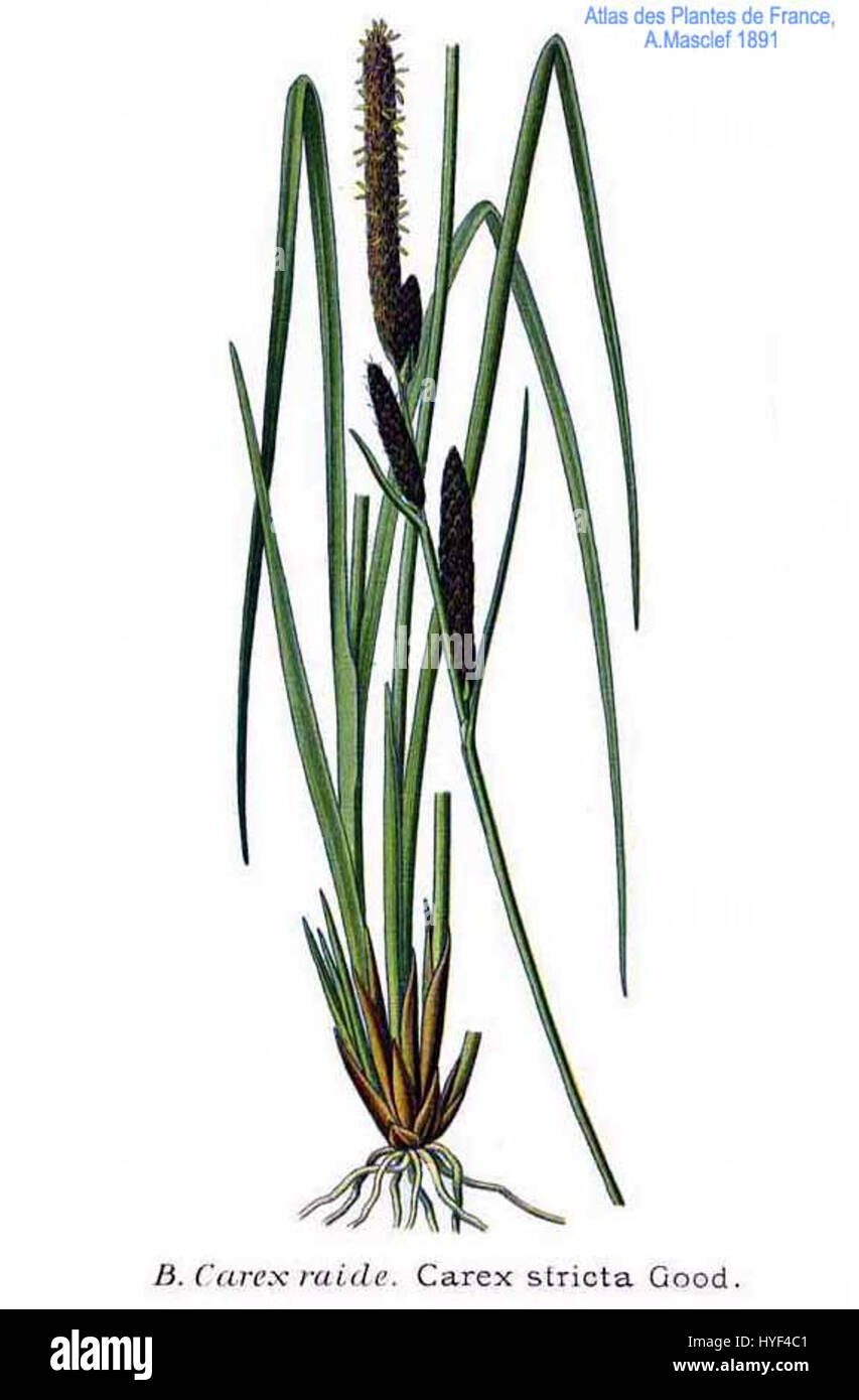 This botanical illustration of *Carex stricta*, or the tussock sedge ...