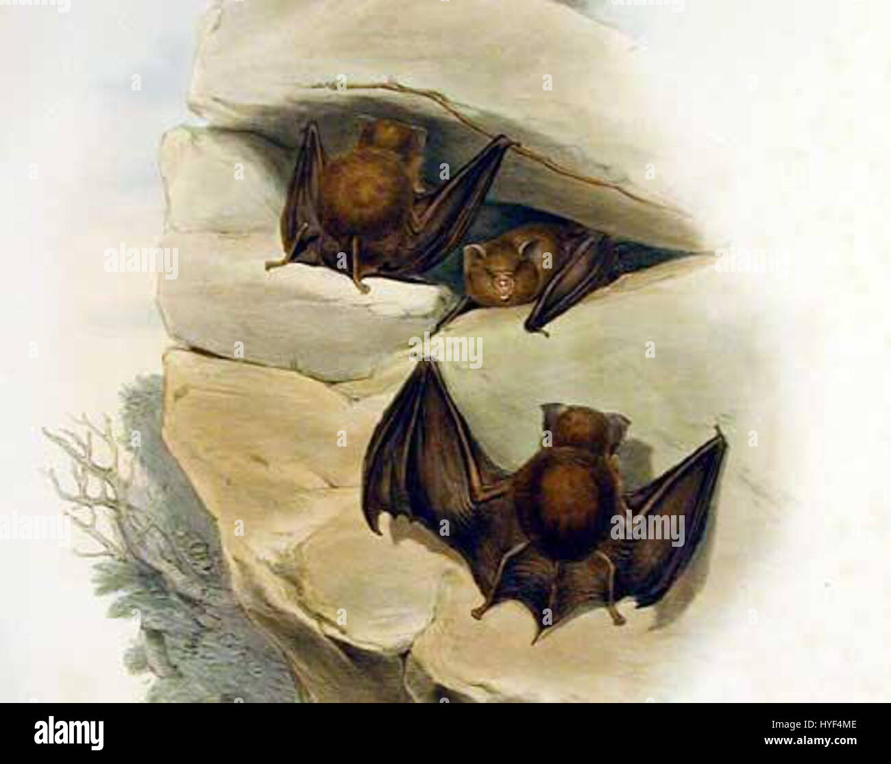 Diversity of bat species hi-res stock photography and images - Alamy