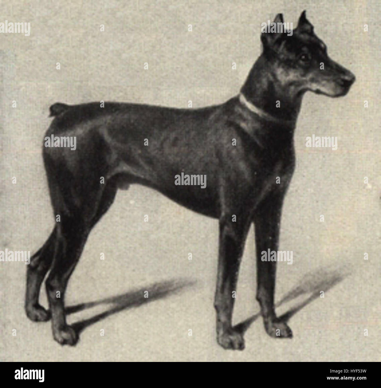 Doberman pinscher painting hi-res stock photography and images - Alamy