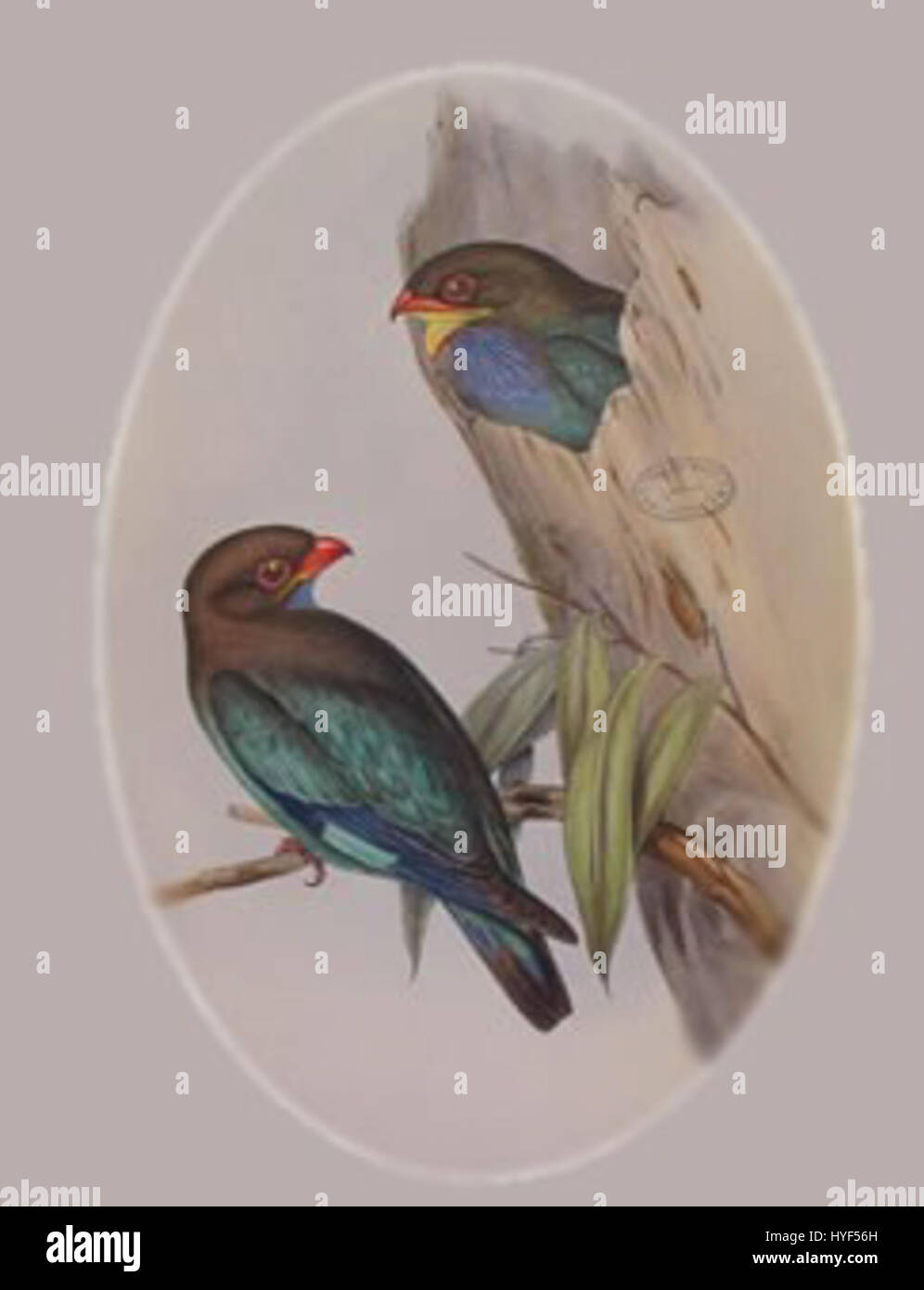 'Eurystomus orientalis' is a vibrant depiction of the bird species ...