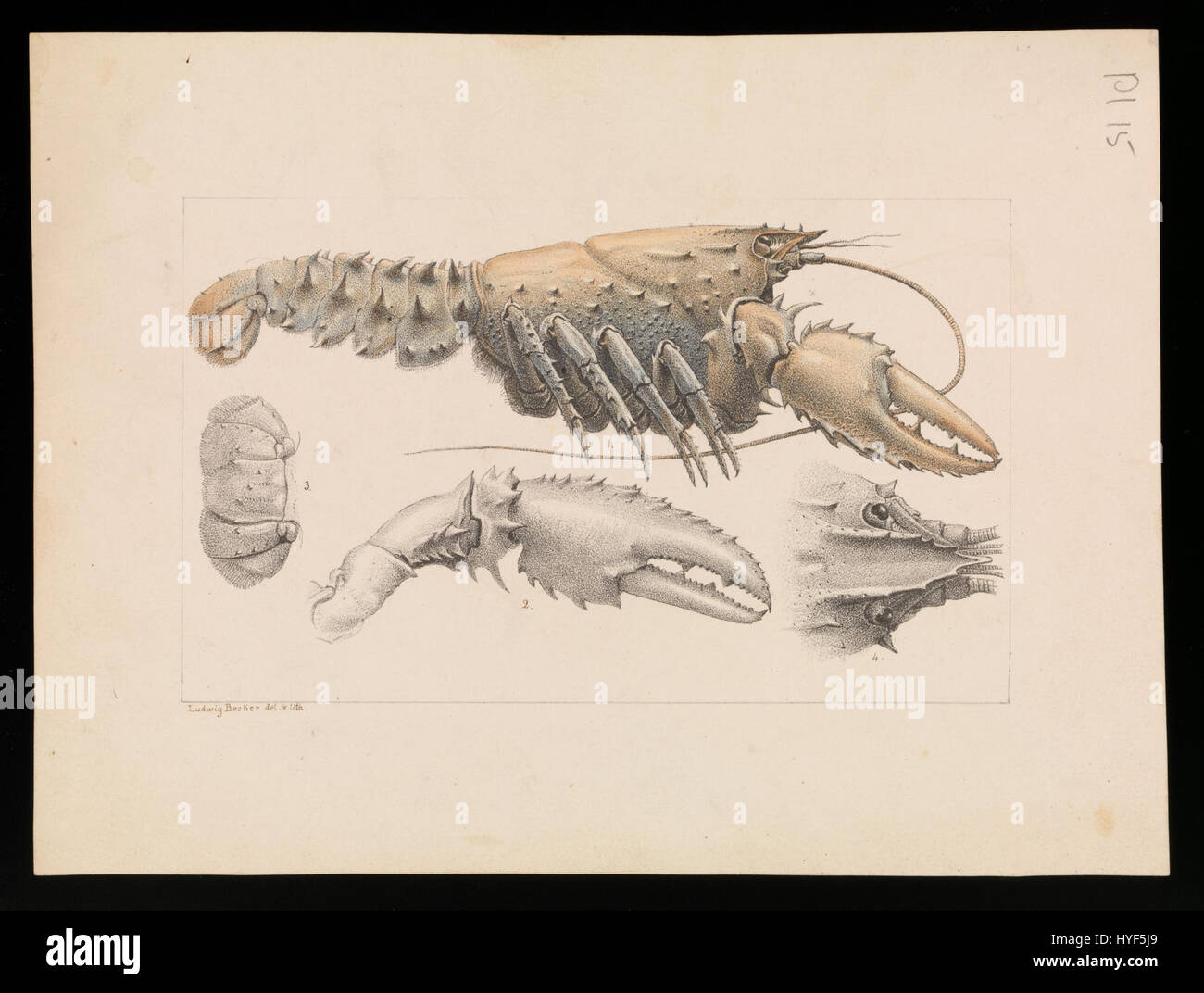 Euastacus crayfish hi-res stock photography and images - Alamy