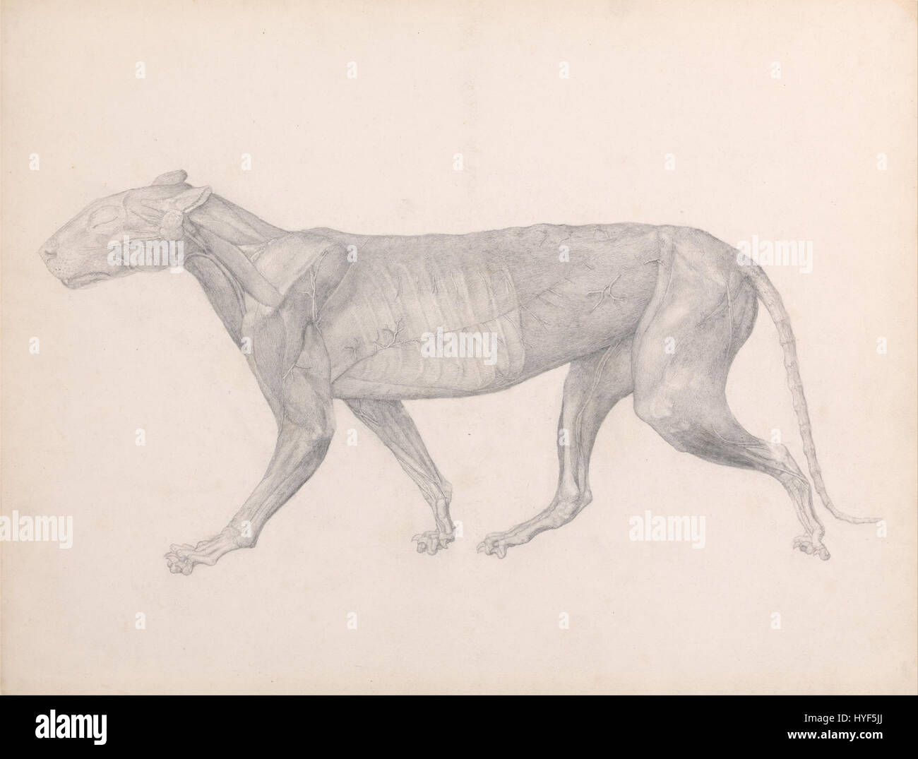 George Stubbs’ 'A Comparative Anatomical Exposition' compares the ...