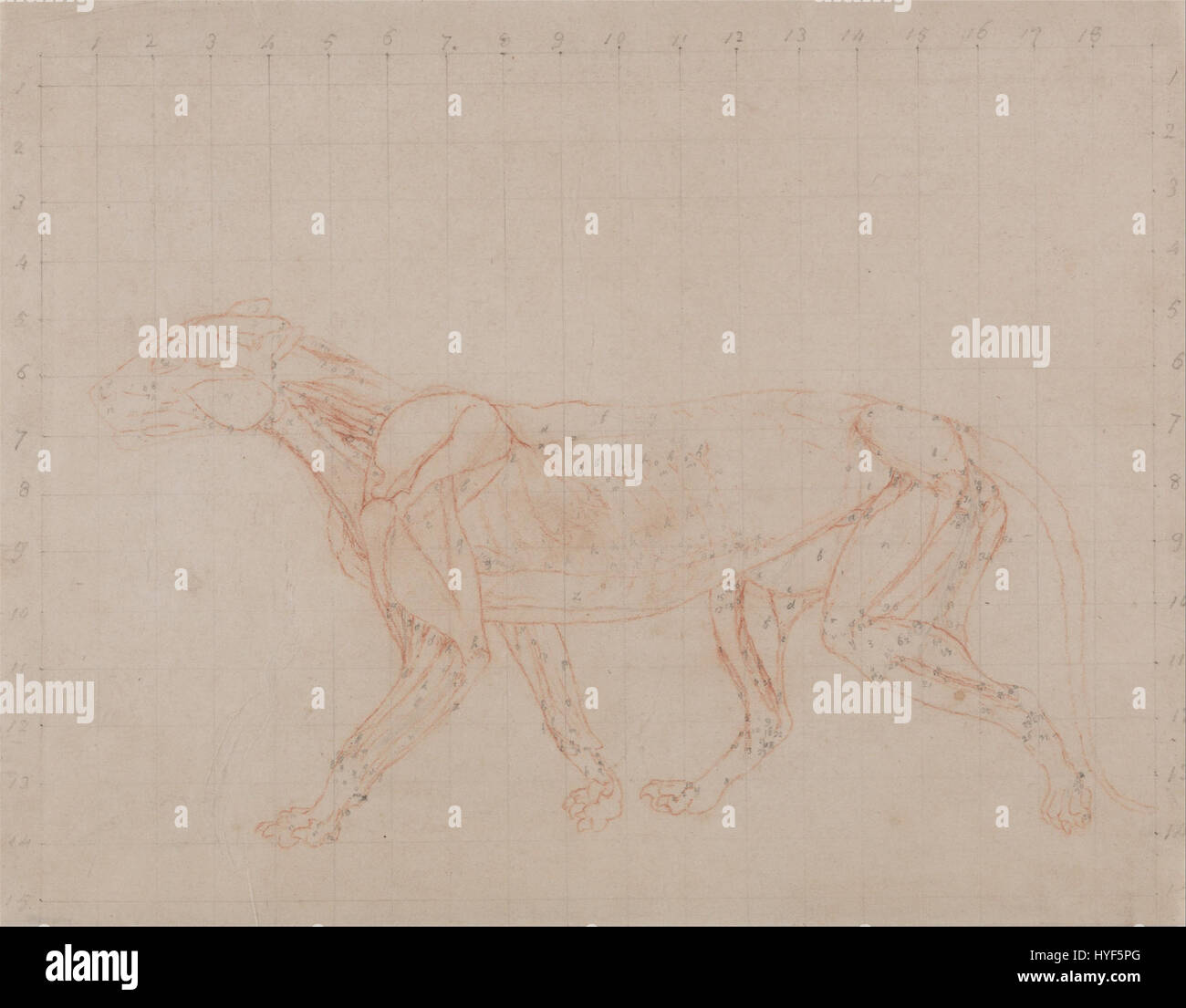 George Stubbs’ work 'A Comparative Anatomical Exposition of the ...