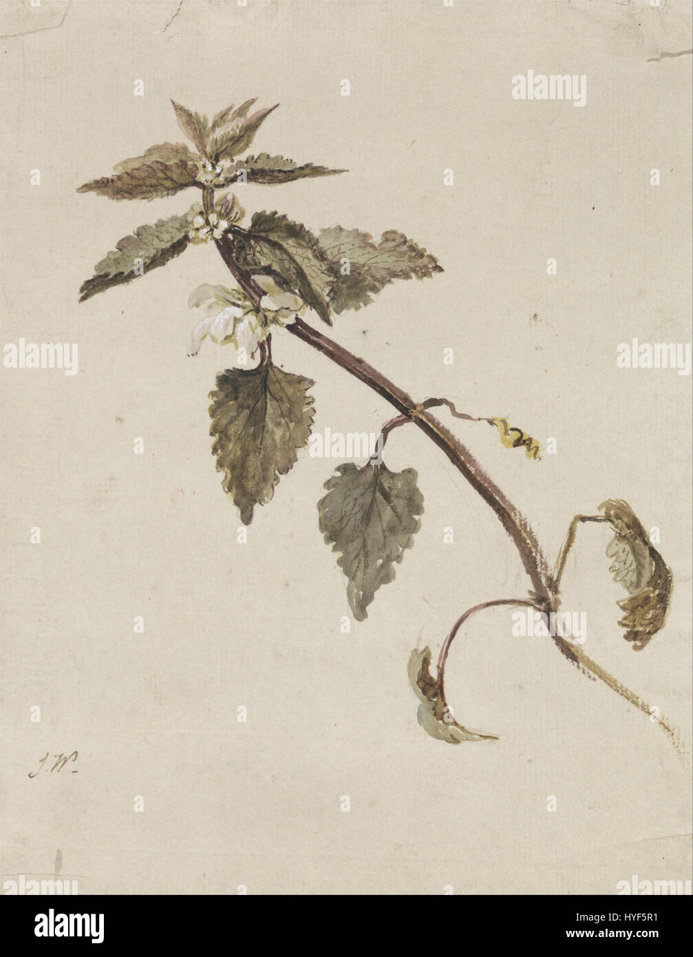 Foliated design hi-res stock photography and images - Alamy