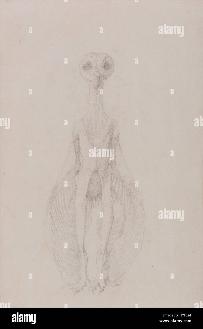 George stubbs tiger painting hi-res stock photography and images - Alamy