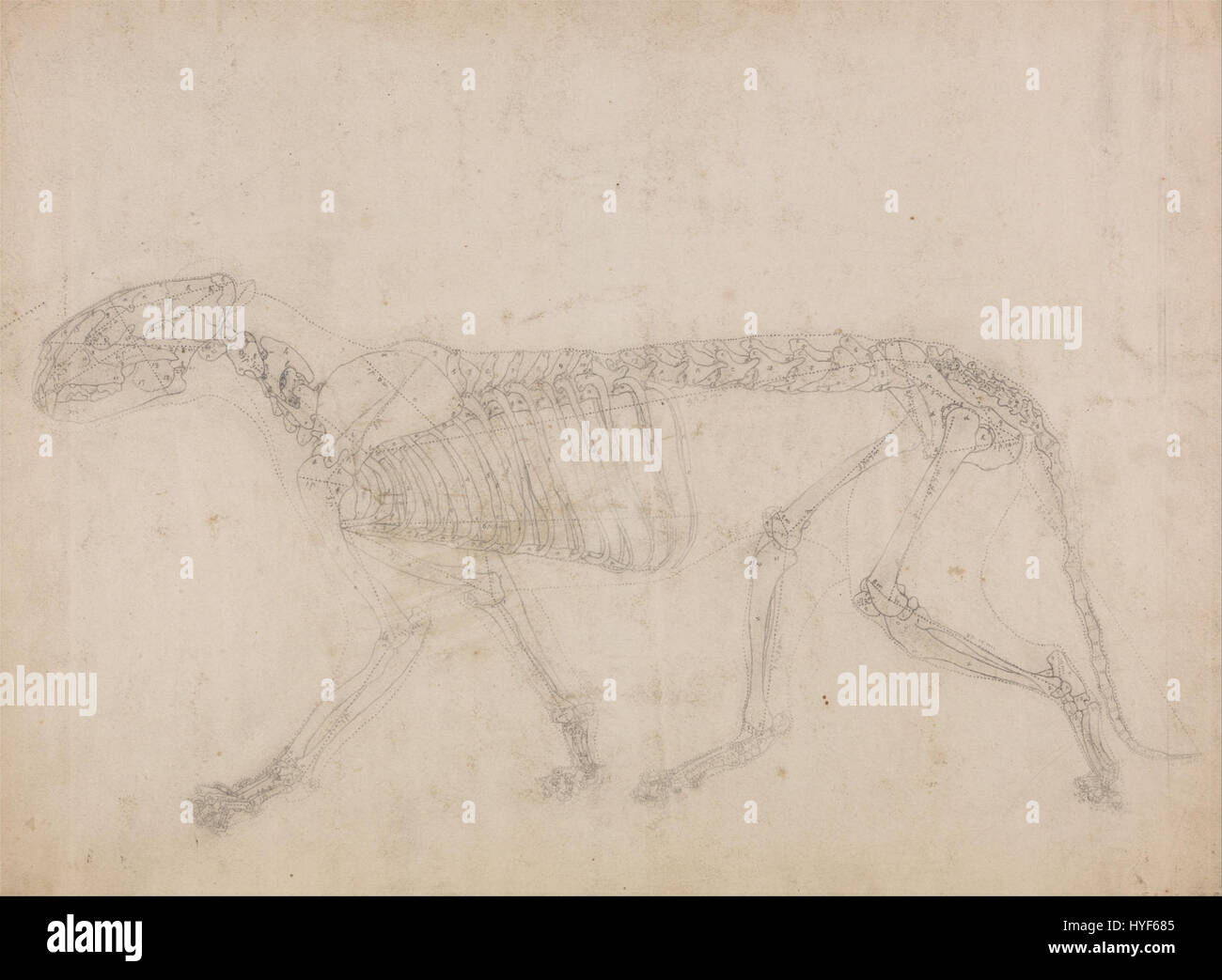 George Stubbs’ 'A Comparative Anatomical Exposition' is a scientific ...